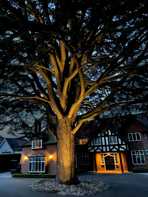 Modern Garden in Gerrards Cross - Ornamental Garden Lighting